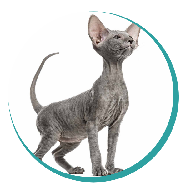 Peterbald: Cat Breeds | Breed Information | Mad Paws