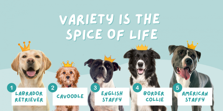 Top Dog Names and Most Popular Breeds | Mad Paws