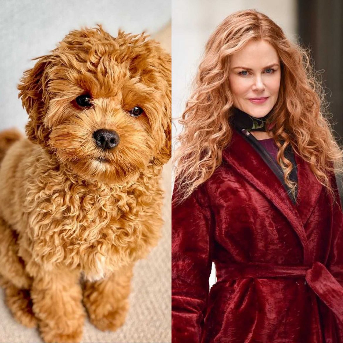 10 Dog Breeds that Look like Celebrities | Breed Info | Mad Paws
