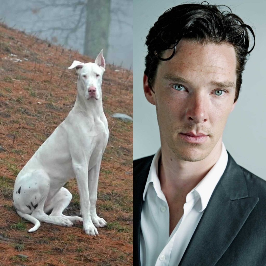 10 Dog Breeds that Look like Celebrities | Breed Info | Mad Paws