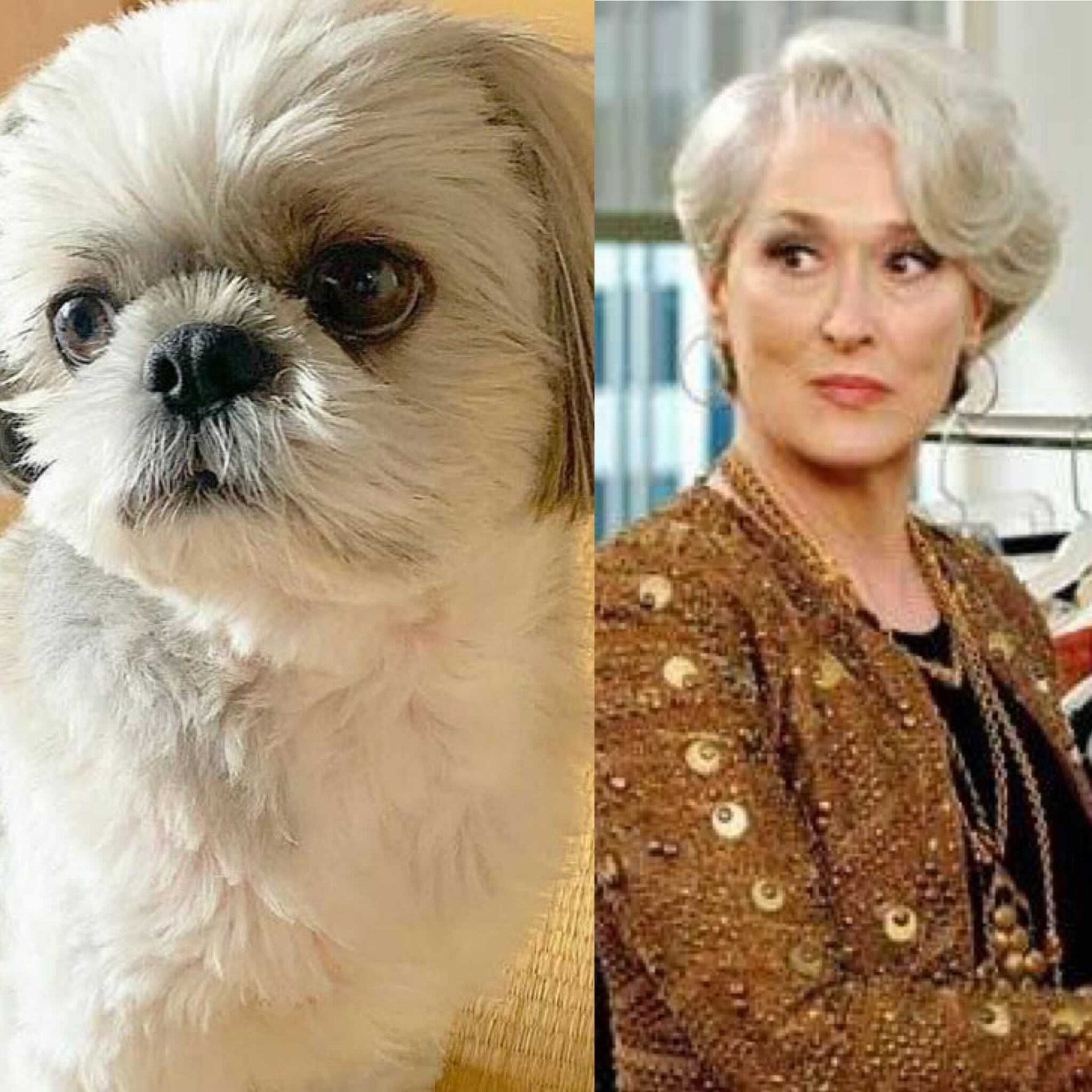 10 Dog Breeds that Look like Celebrities | Breed Info | Mad Paws