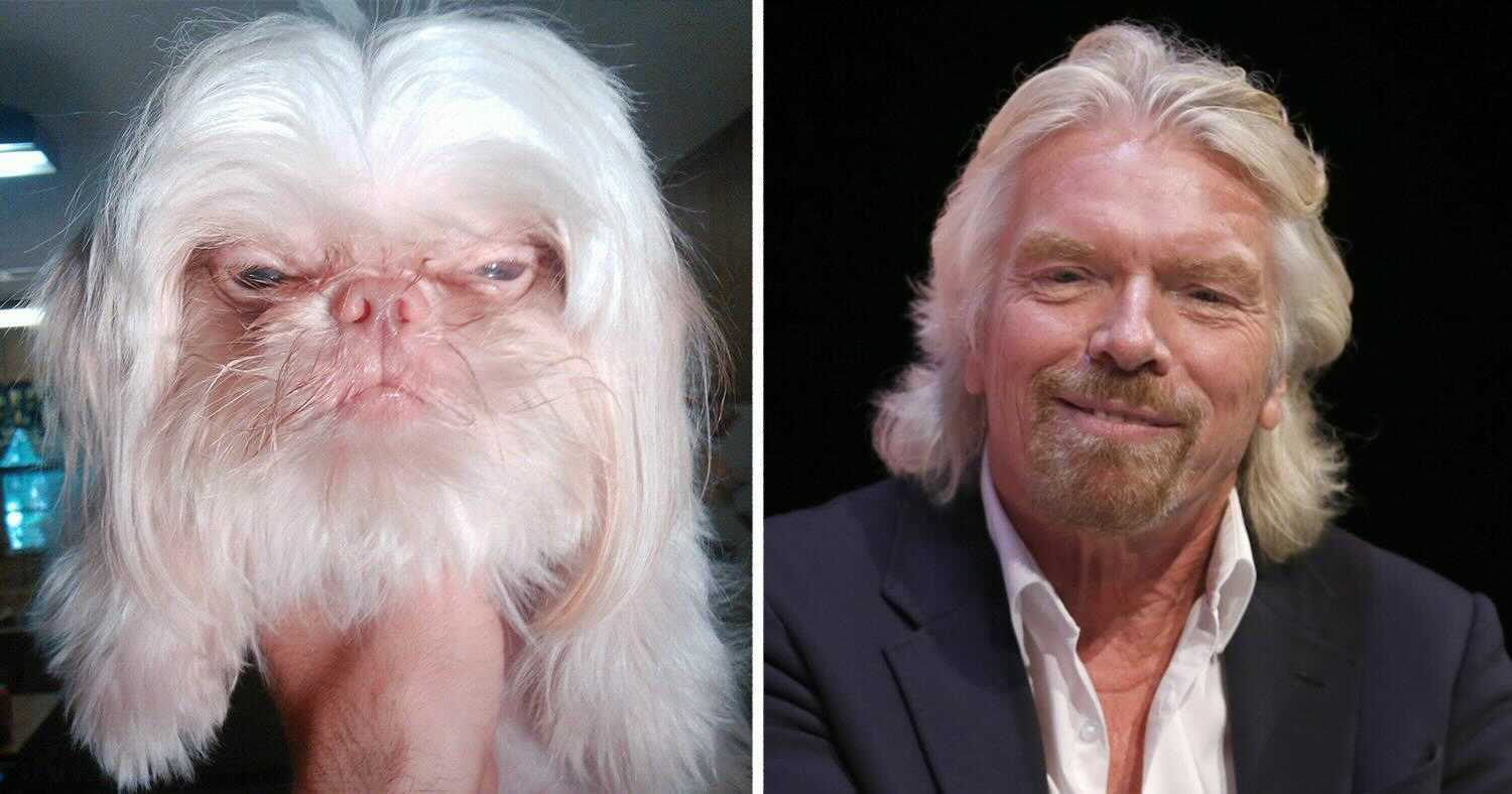 10 Dog Breeds that Look like Celebrities | Breed Info | Mad Paws