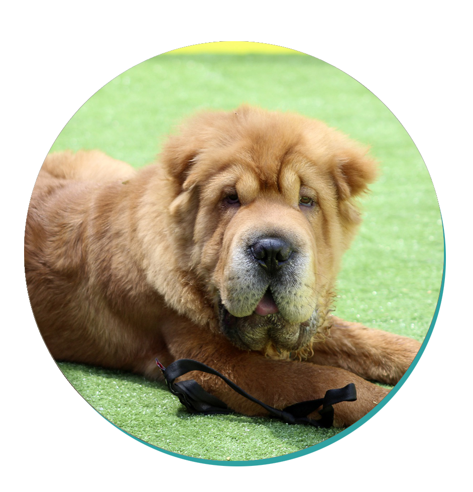 Shar Pei: Dog Breeds | Breed Information | Mad Paws