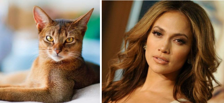 8 Cats Who Look like Celebs | Feline Facts & Fun | Mad Paws Blog