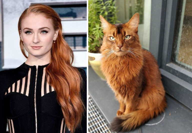 8 Cats Who Look like Celebs | Feline Facts & Fun | Mad Paws Blog