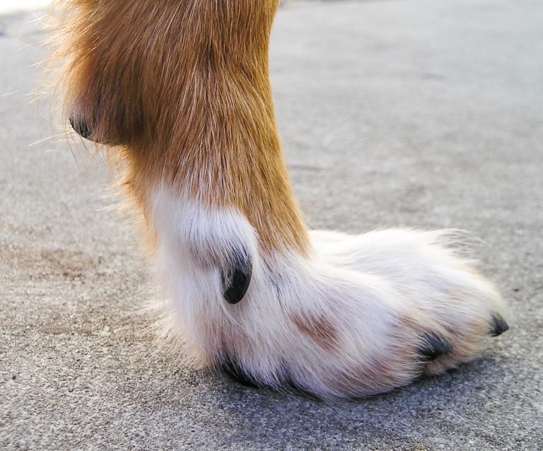 Dew Claw on Dogs: What to Do About Them | Mad Paws