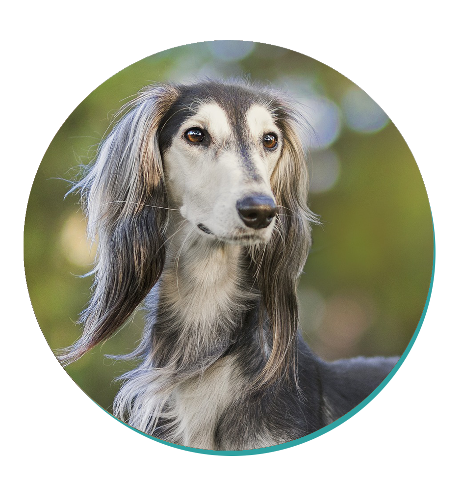 Saluki: Dog Breeds | Breed Information | Mad Paws