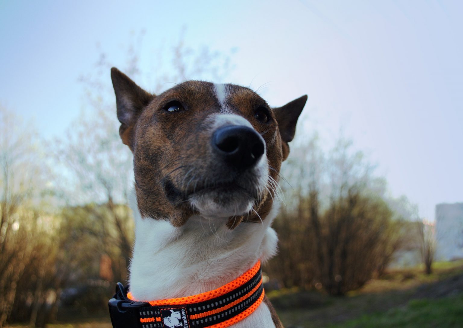 Dog Breeds That Don t Bark Much Our Top 7 Breed Info Mad Paws