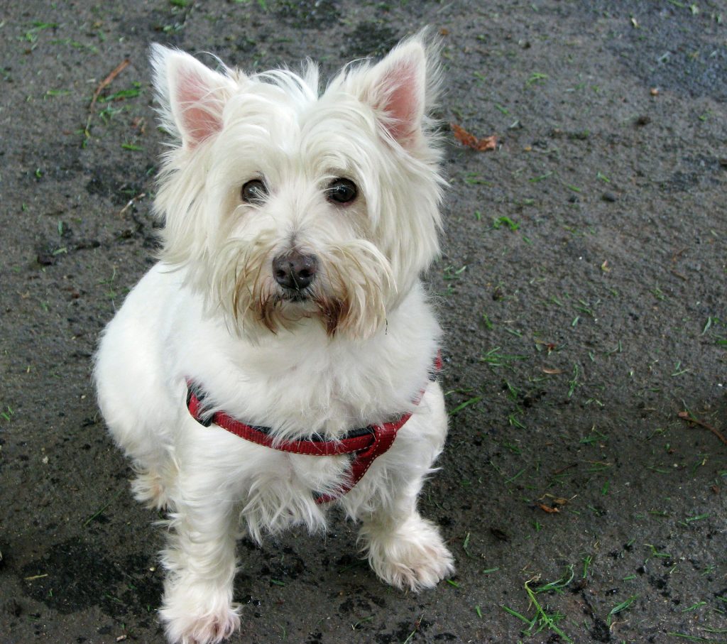 Pulmonary Fibrosis in Dogs | Pet Health | Mad Paws