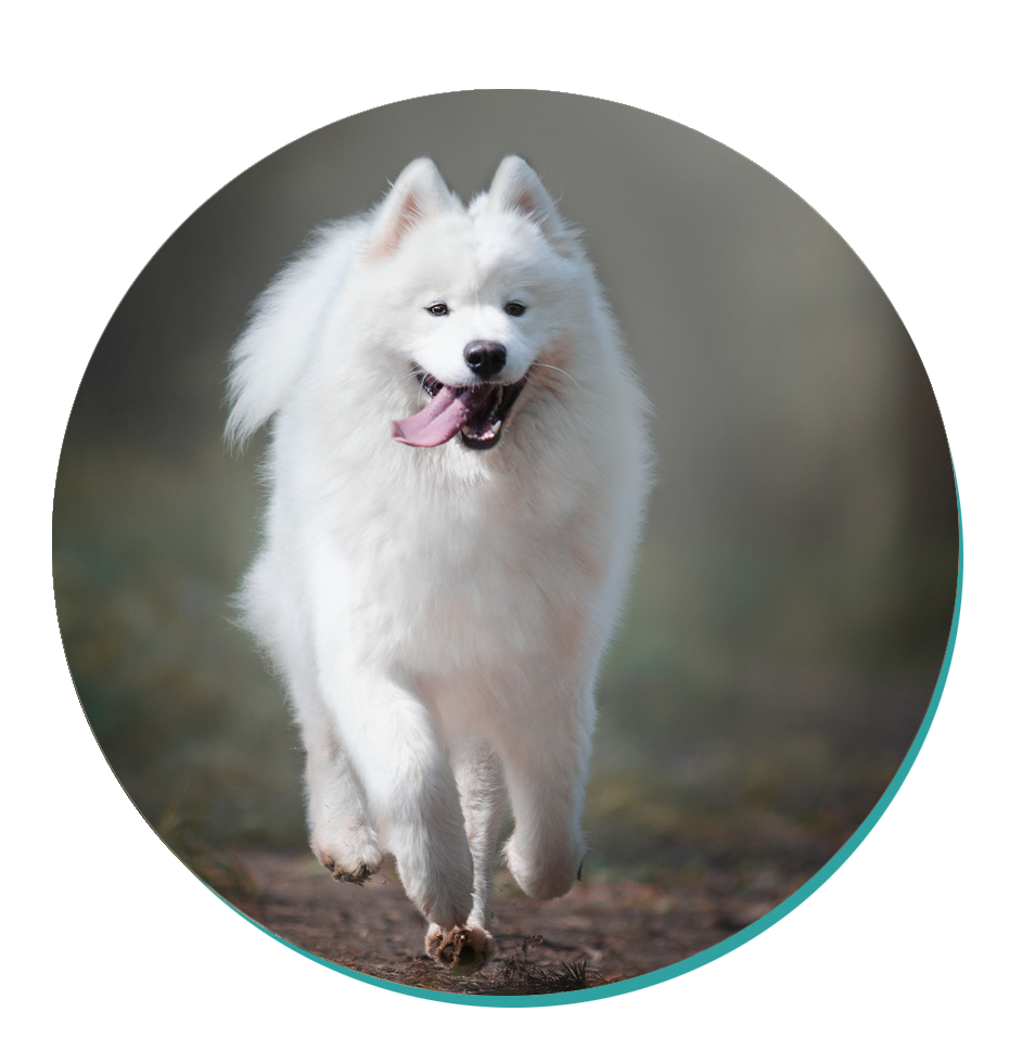 Samoyed: Dog Breeds | Breed Information | Mad Paws