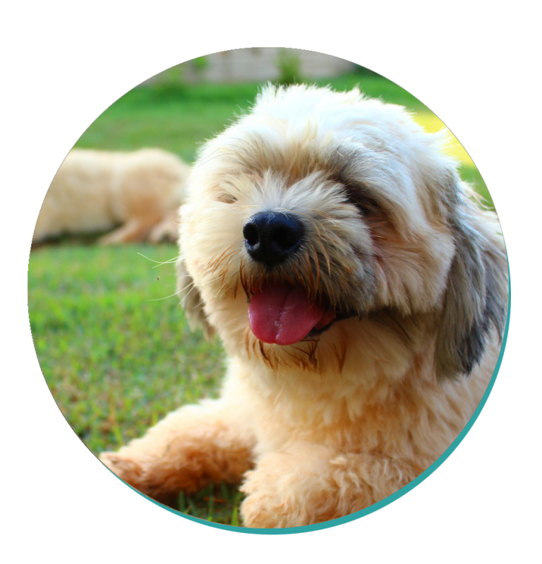 Lhasa Apso: Dog Breeds | Breed Information | Mad Paws Blog