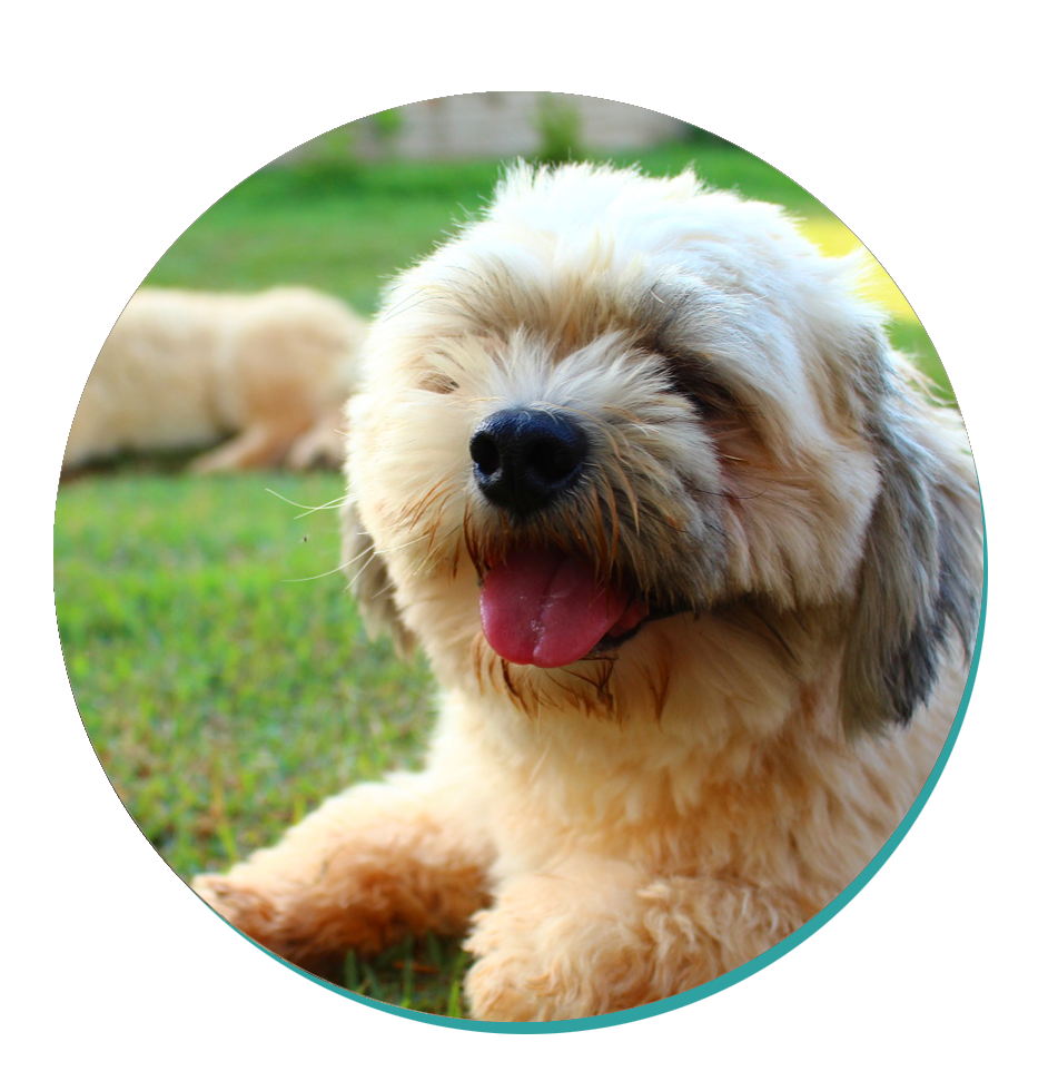 Lhasa Apso: Dog Breeds | Breed Information | Mad Paws Blog