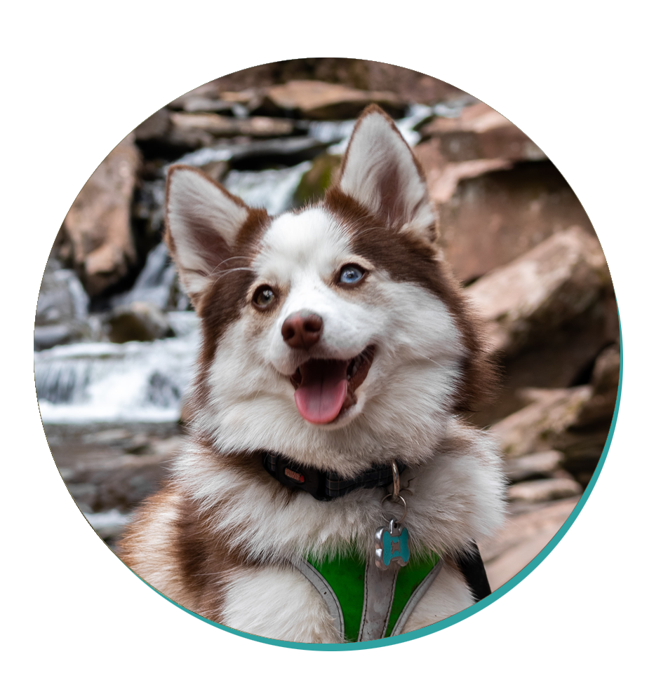 Pomsky: Dog Breeds | Breed Information | Mad Paws Blog