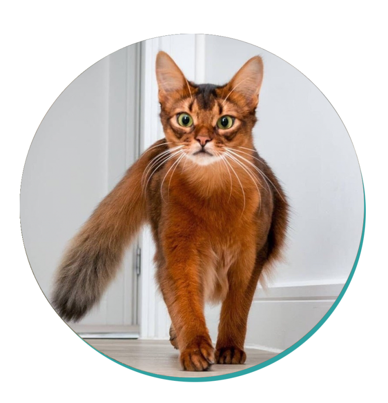 Somali Cat: Cat Breeds | Breed Information | Mad Paws Blog