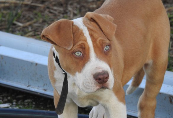 Bull Arab: Dog Breeds | Breed Information | Mad Paws Blog