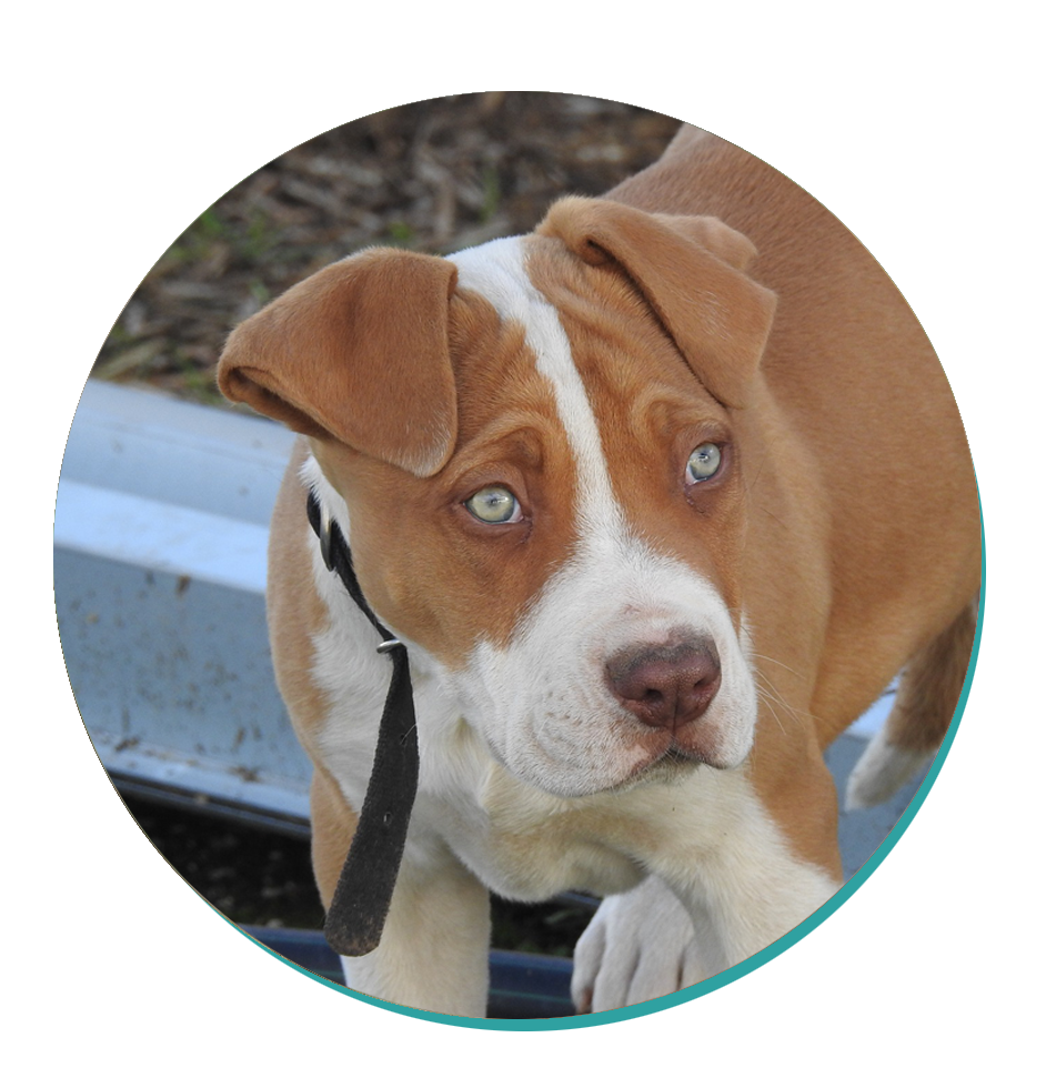 Bull Arab: Dog Breeds | Breed Information | Mad Paws Blog