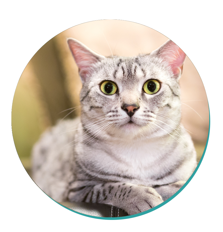Egyptian Mau: Cat Breeds | Breed Information | Mad Paws