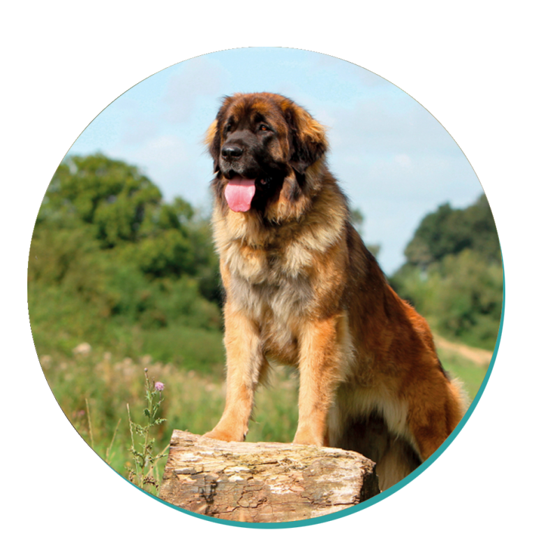 Leonberger: Dog Breeds | Breed Information | Mad Paws