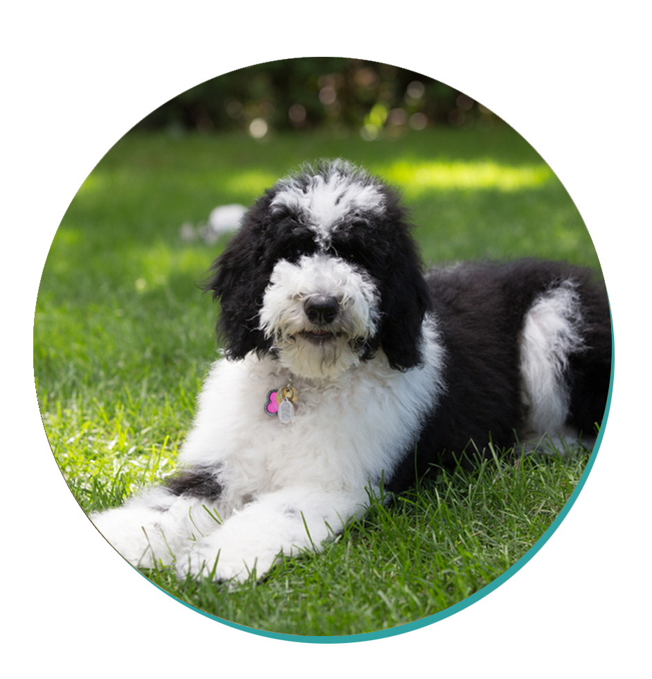 Sheepadoodle: Dog Breeds | Breed Information | Mad Paws