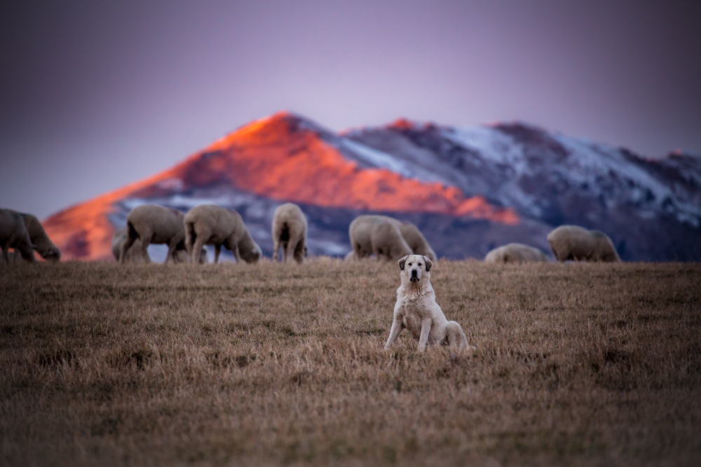 Working Dog Breeds: Our Top 7 | Breed Information | Mad Paws Blog