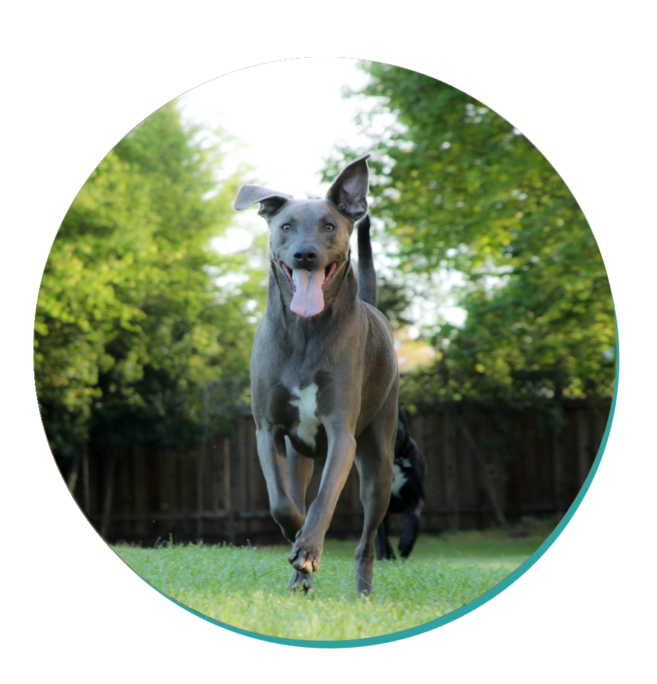 Blue Lacy: Dog Breeds | Breed Information | Mad Paws Blog