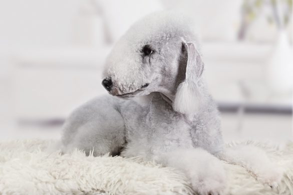 Spoodle: Dog Breeds | Breed Information | Mad Paws Blog