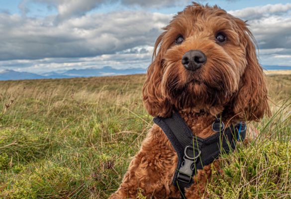 Spoodle: Dog Breeds | Breed Information | Mad Paws Blog