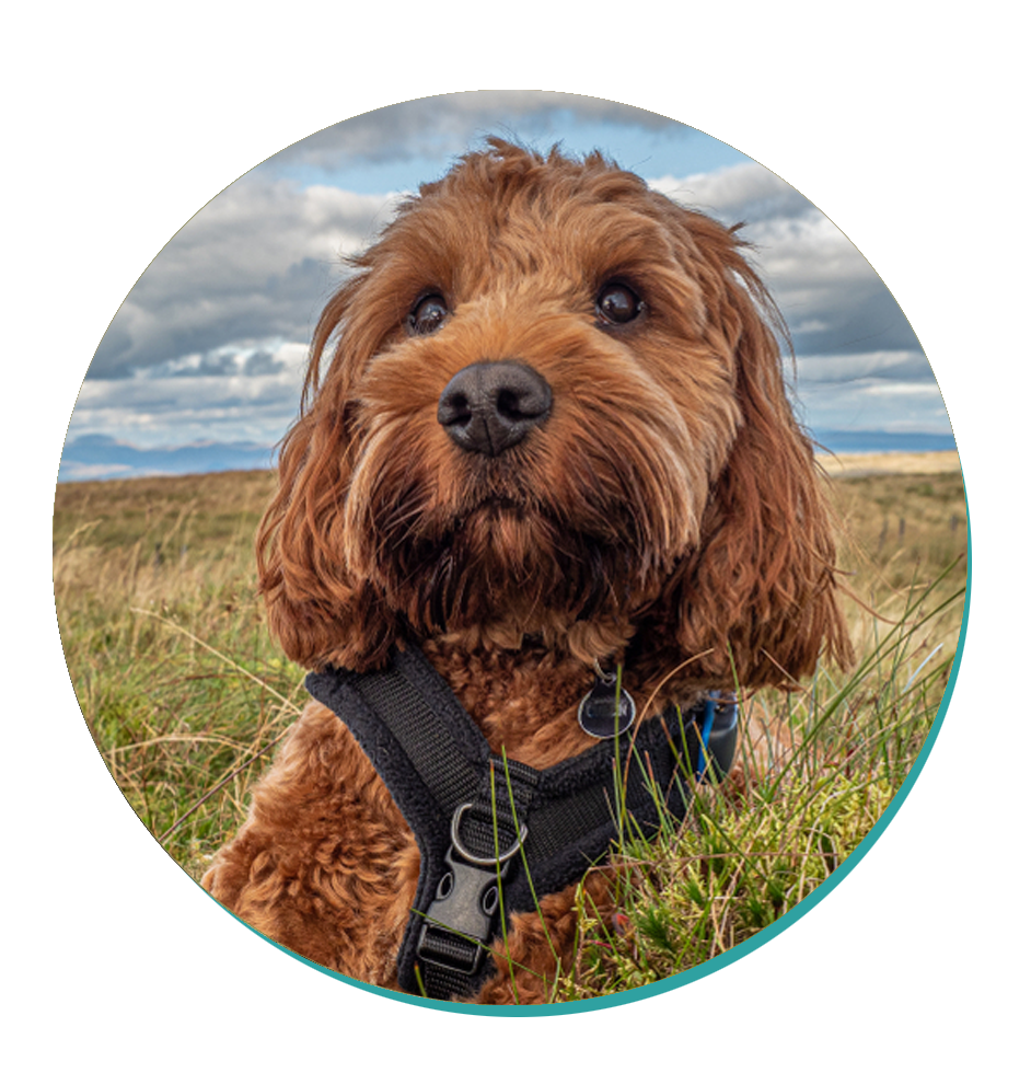 Spoodle: Dog Breeds | Breed Information | Mad Paws Blog