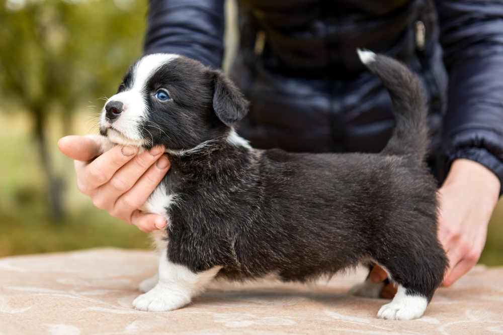 Pedigree Papers: Why They Matter When Choosing a Breeder | Mad Paws