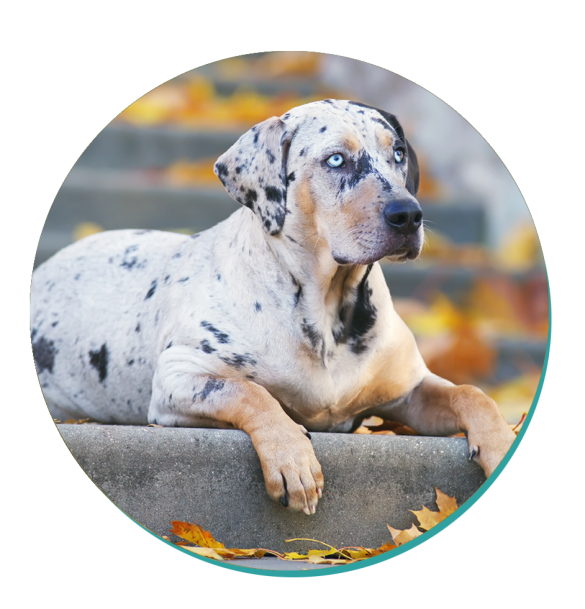 Catahoula Leopard Dog: Dog Breeds | Breed Information | Mad Paws