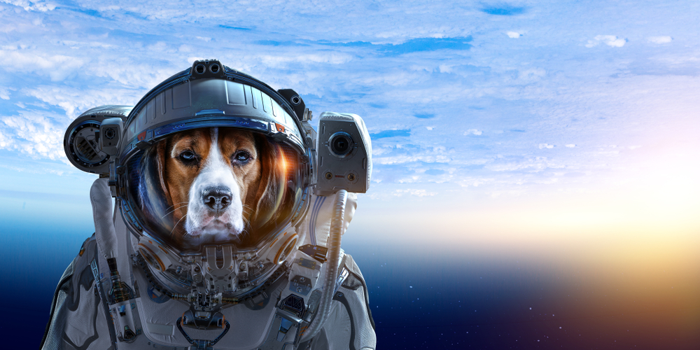 Can Dogs Travel To Space Dog Faces Mad Paws