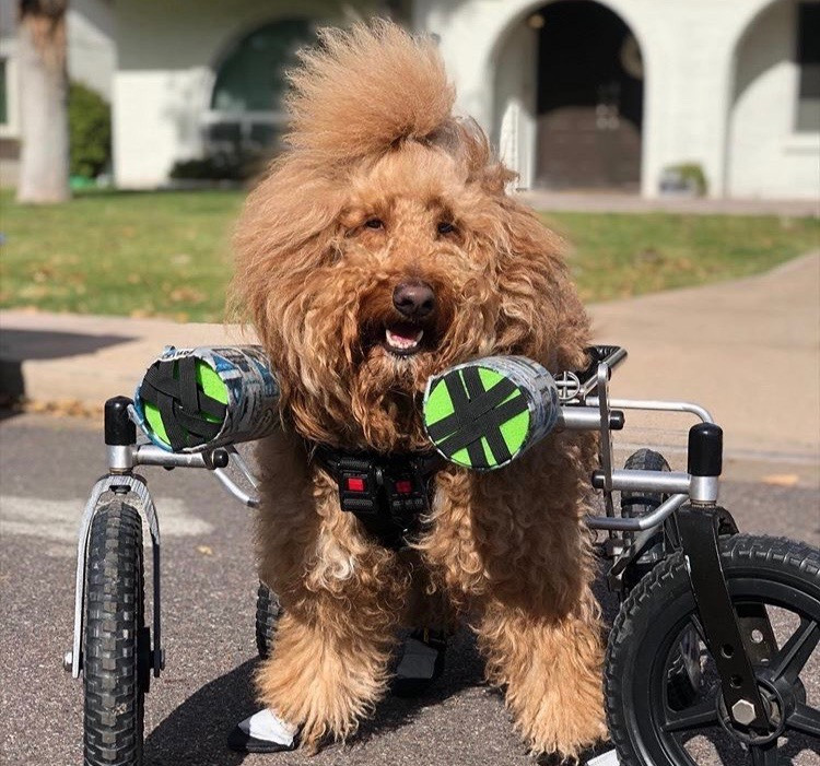 7 Famous Dogs You Need To Know | Mad Paws Blog