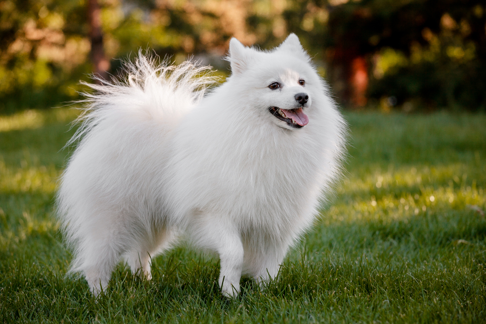Japanese Spitz: Dog Breeds - Mad Paws