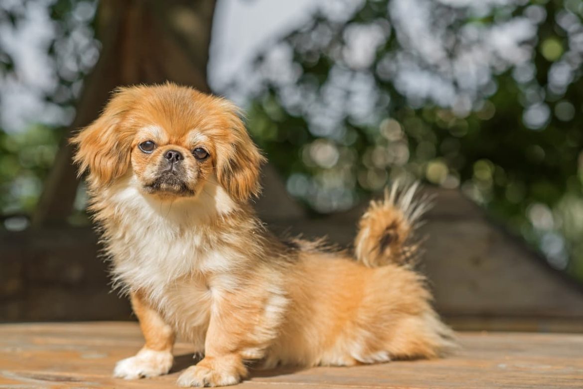 Top 7 low energy dog breeds