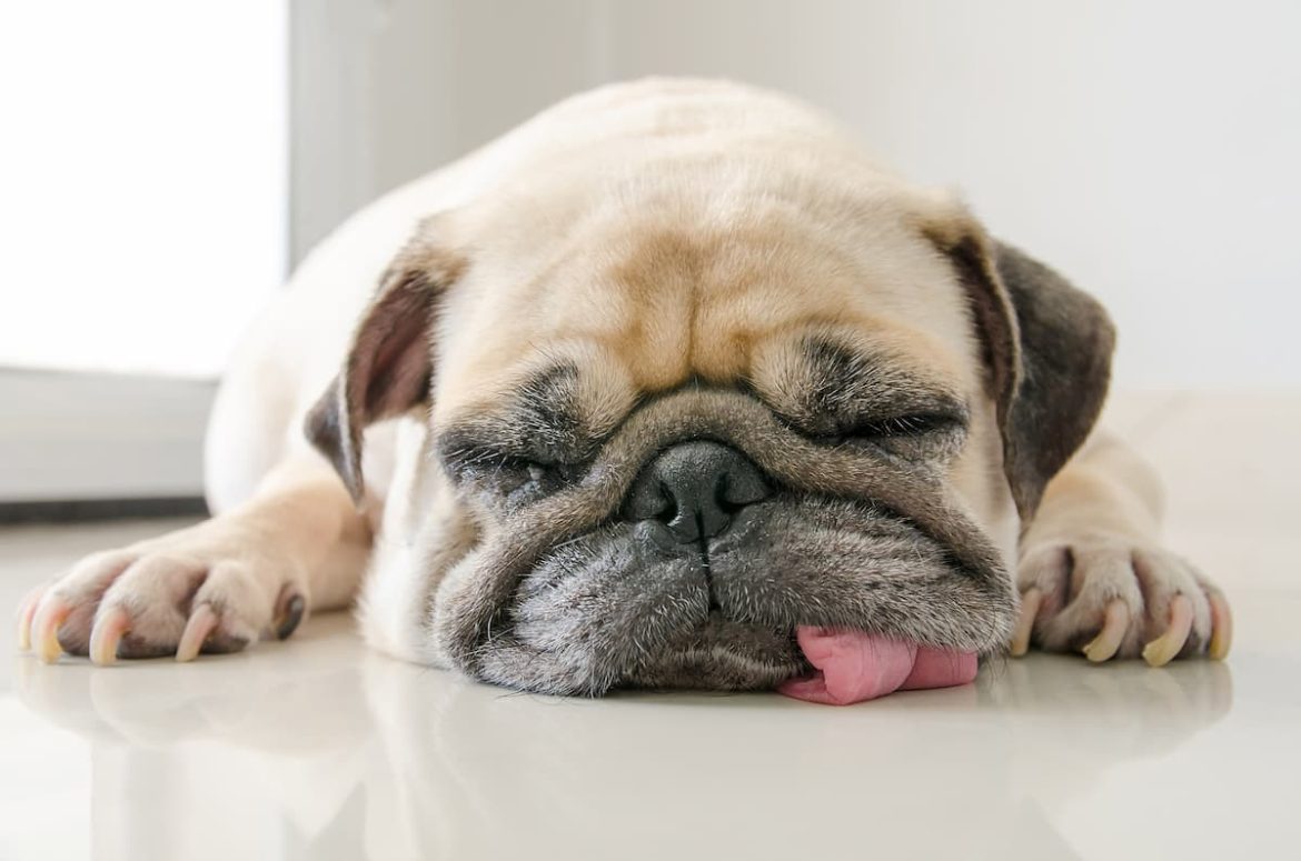 Top 7 low energy dog breeds