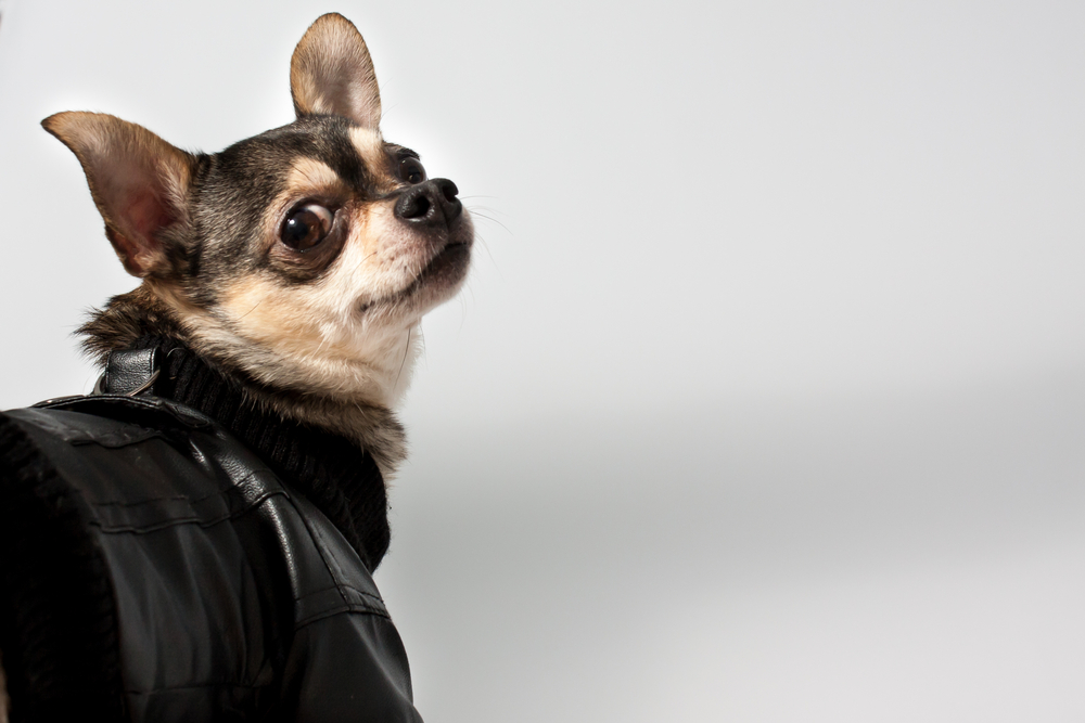 Top 7 Low Maintenance Dog Breeds - Mad Paws