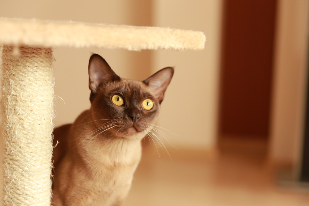 10 best hypoallergenic cat breeds - Mad Paws