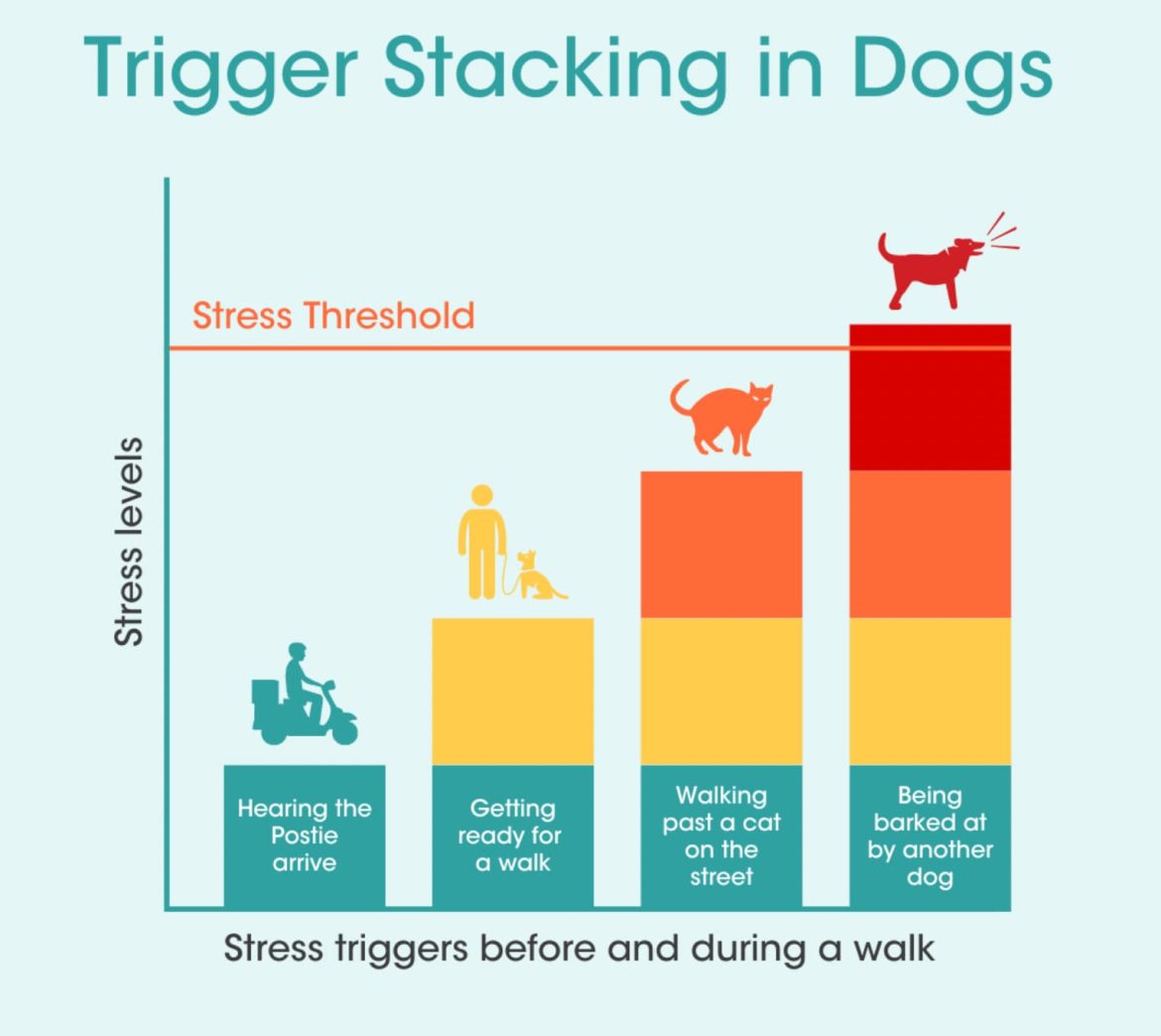 What is reactivity in dogs? What is reactivity in dogs?