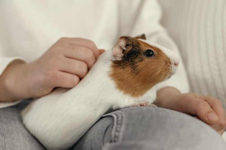 A guide to Guinea pigs as pets