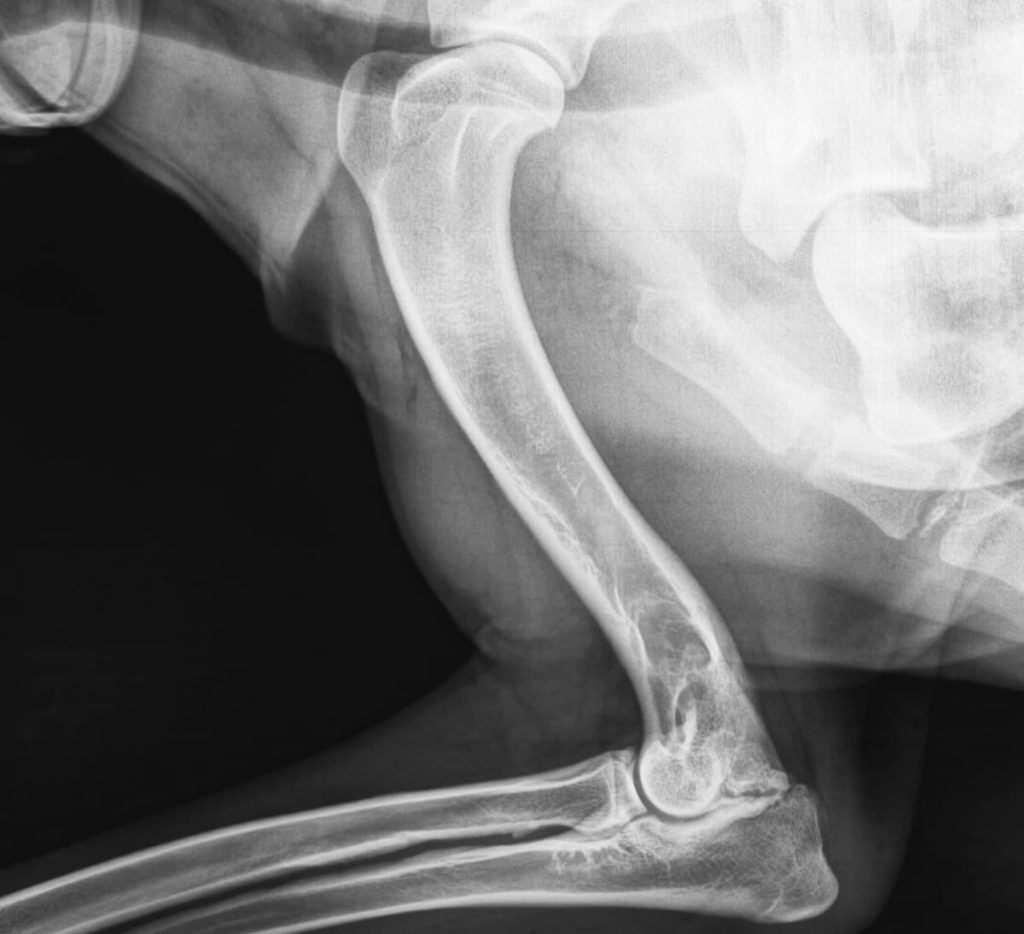 Elbow dysplasia in dogs