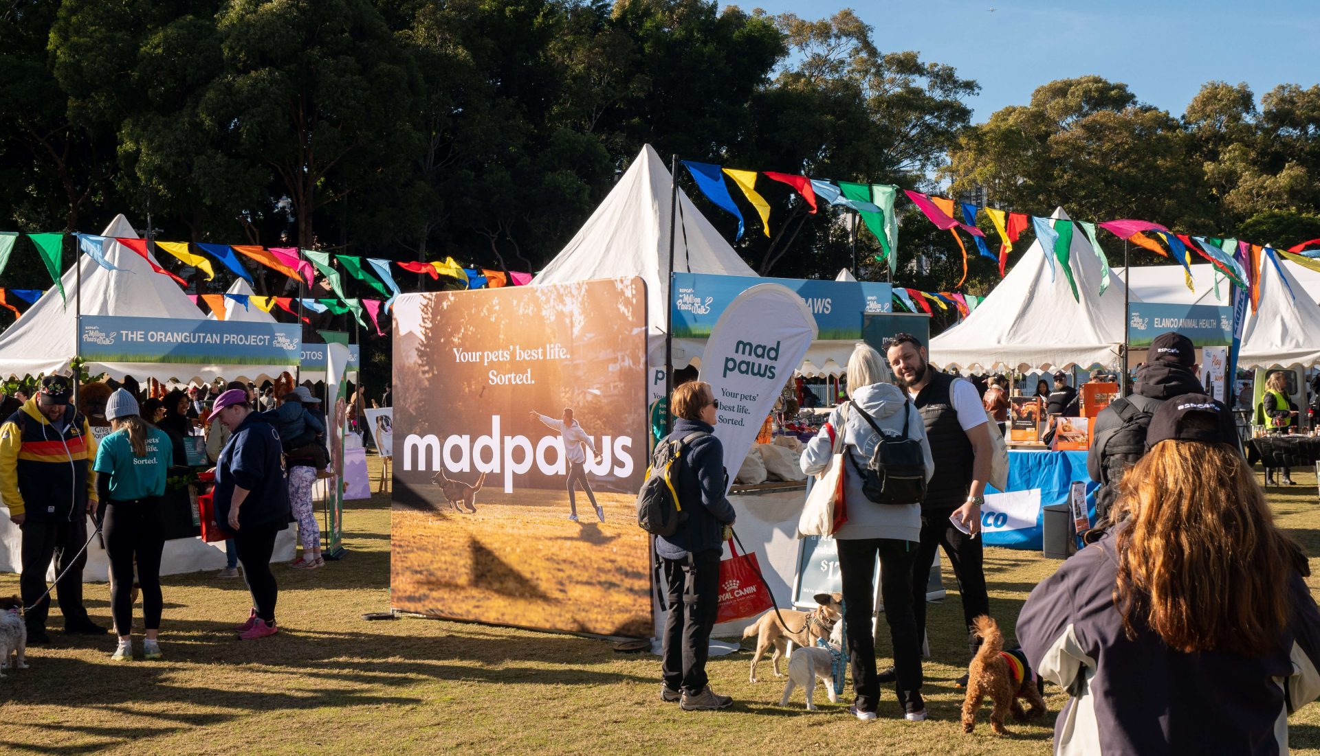 RSCPA Million Paws Walk