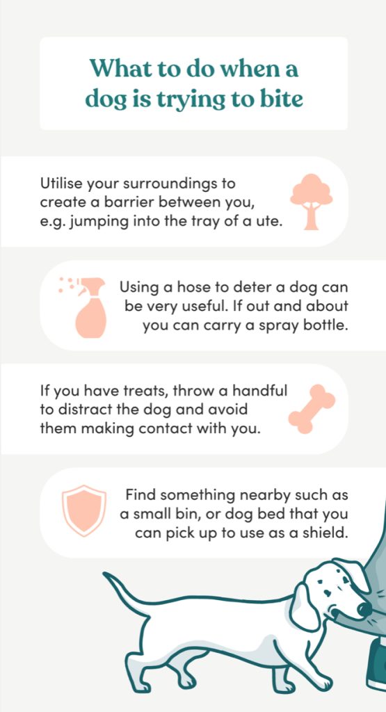 How to manage aggression in dogs