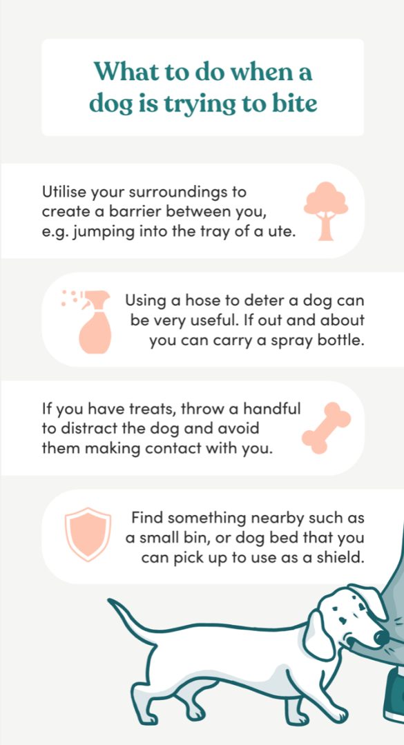 How to manage aggression in dogs