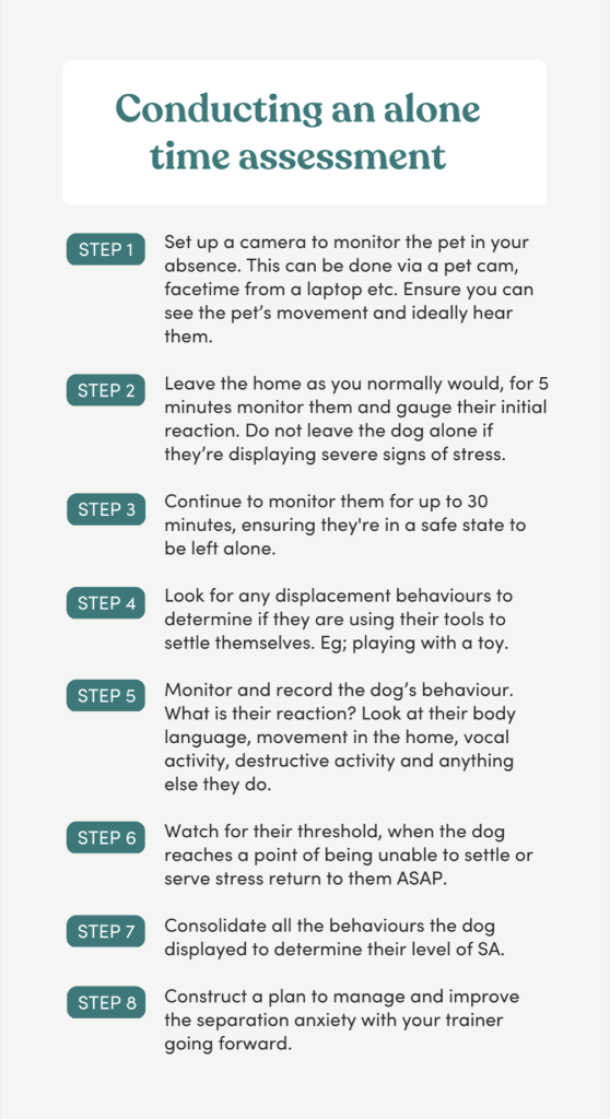 How to measure & manage separation anxiety in dogs