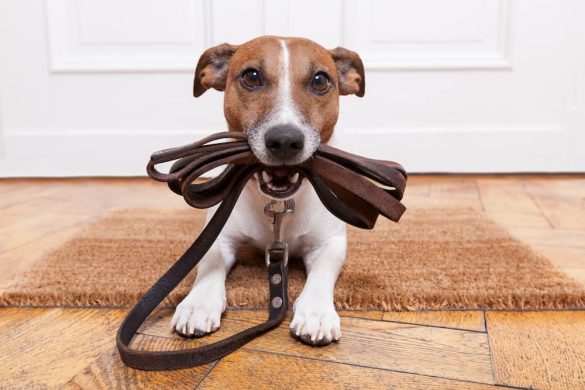Three Ways to Stop Your Dog from Waking You Up Early | Mad Paws Blog