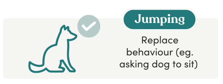 Preventing and managing destructive behaviour in pets