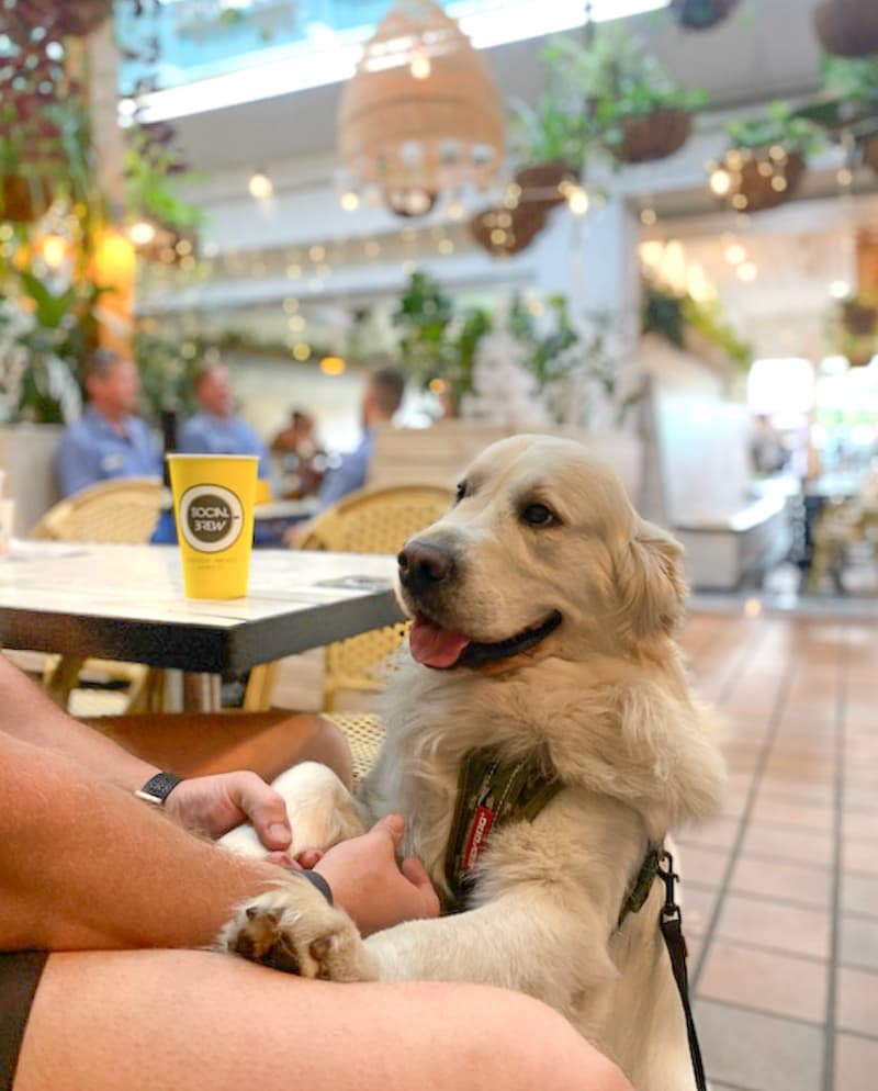 Best dog friendly cafes | Melbourne, Sydney, Brisbane, Gold Coast
