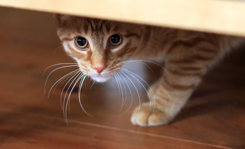 10 stress triggers for cats, and how to control their anxiety