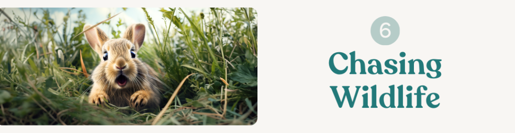 10 risky behaviours to stop dogs doing