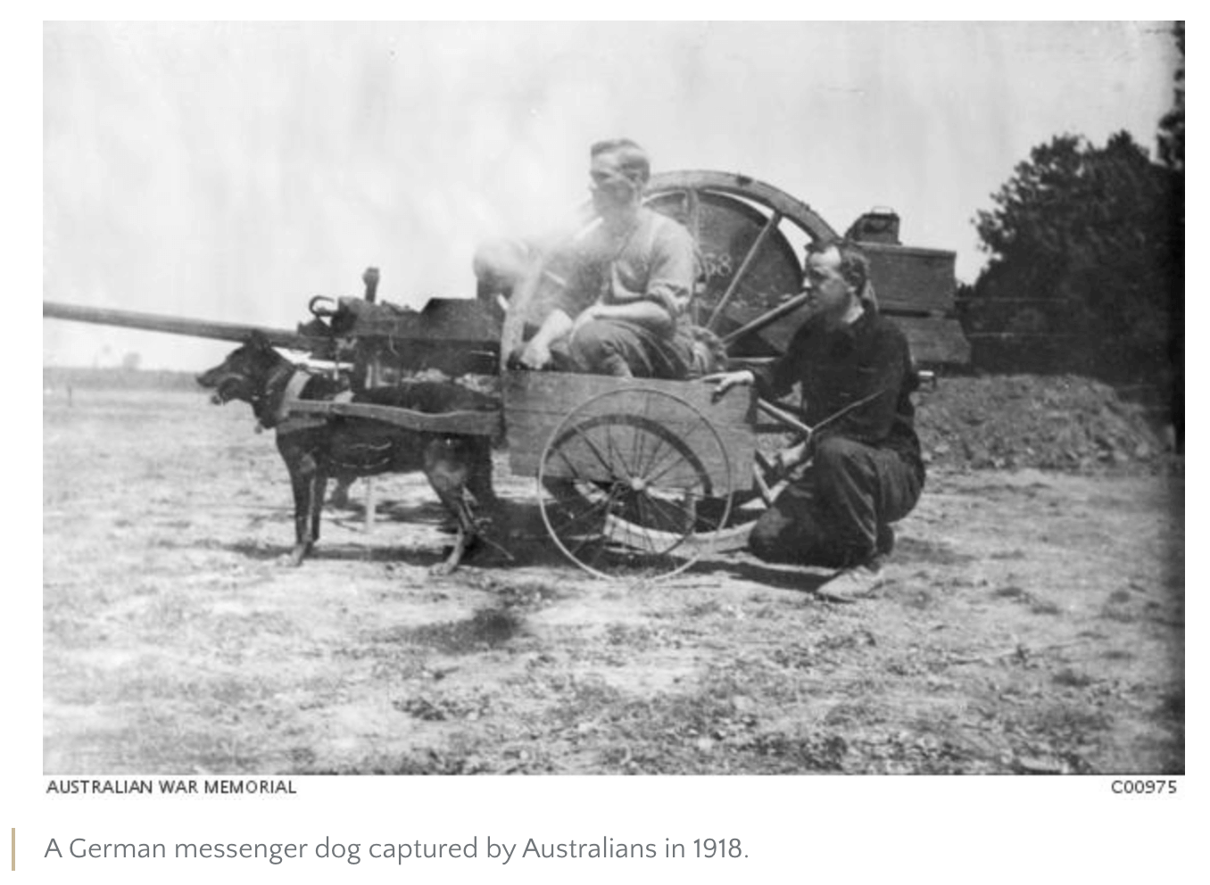 Honouring the furry unsung heroes on War Animal Day